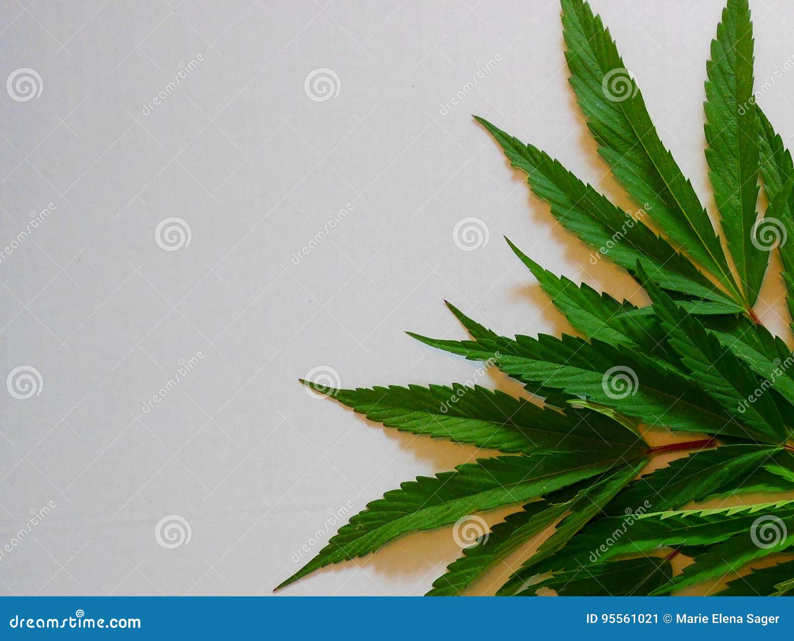 Marijuana stock illustration. Illustration of plant, fabric - 95561021