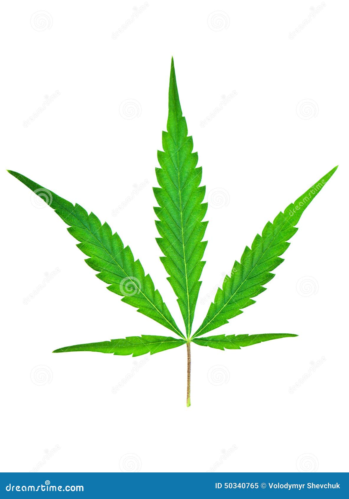 Marijuana leaf stock image. Image of nature, cannabinol - 50340765