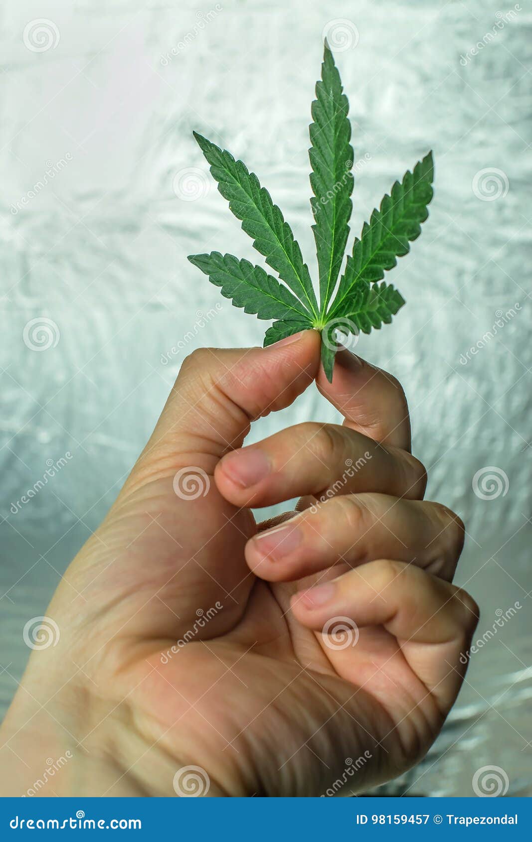 Marijuana leaf in hand stock image. Image of hand, holding - 98159457