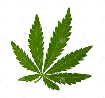 Marijuana Leaf Isolated on White without Shadow Stock Image - Image of ...
