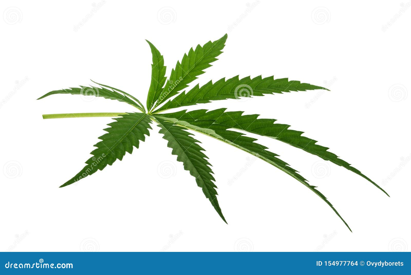 Marijuana Leaf Isolated On White Without Shadow Stock Photography ...