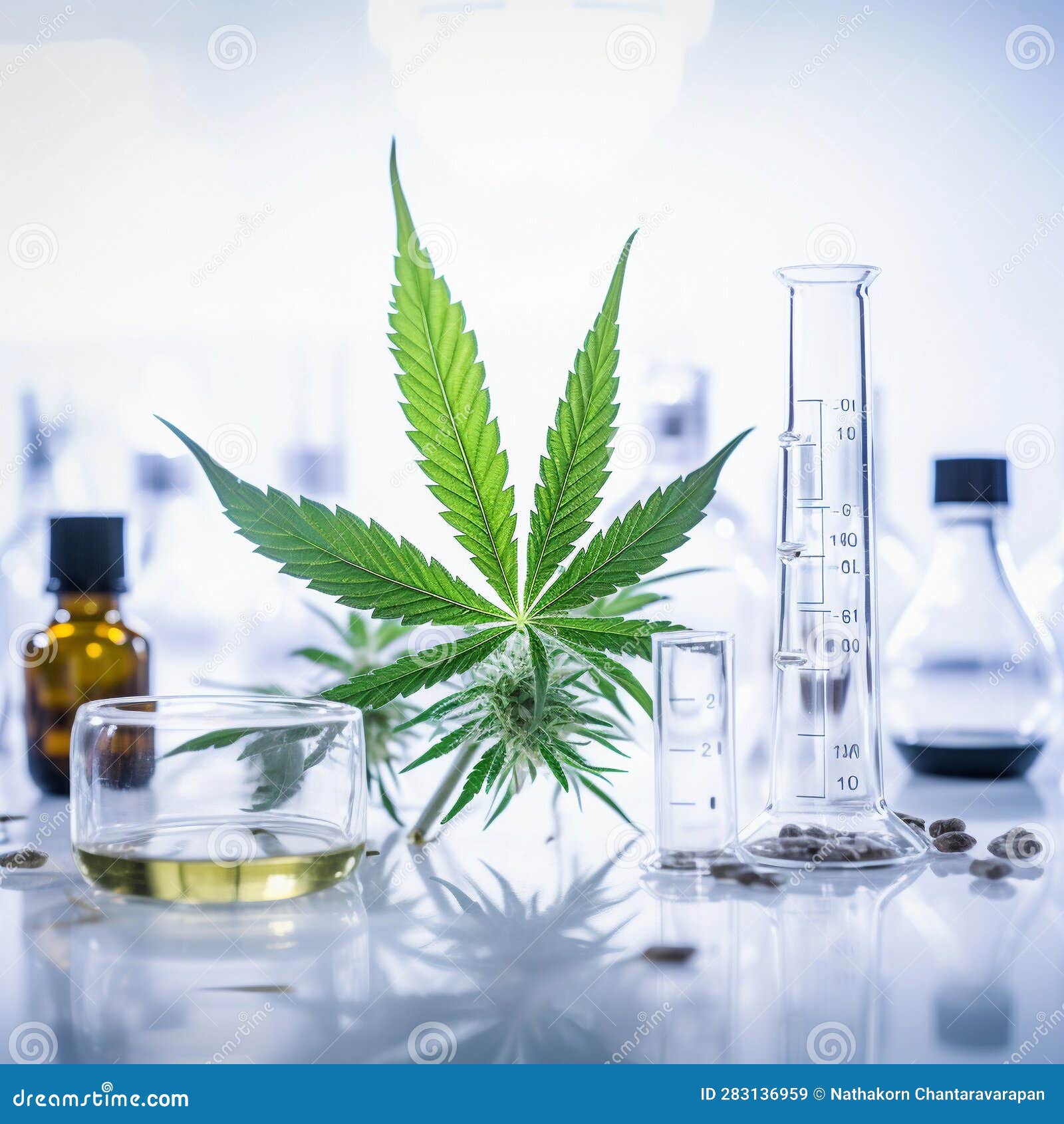 Marijuana Leaf in a Science Lab on a White Background. Stock Image ...