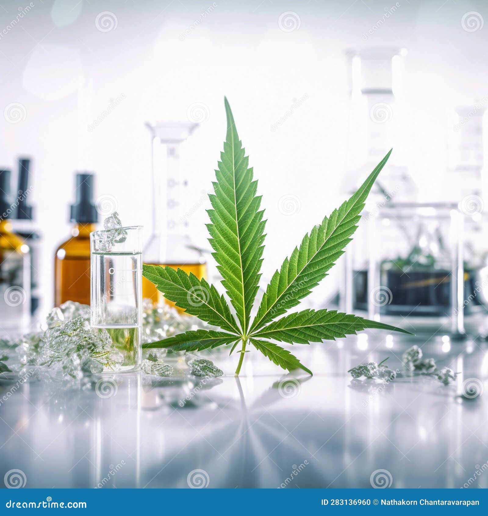 Marijuana Leaf in a Science Lab on a White Background. Stock Photo ...
