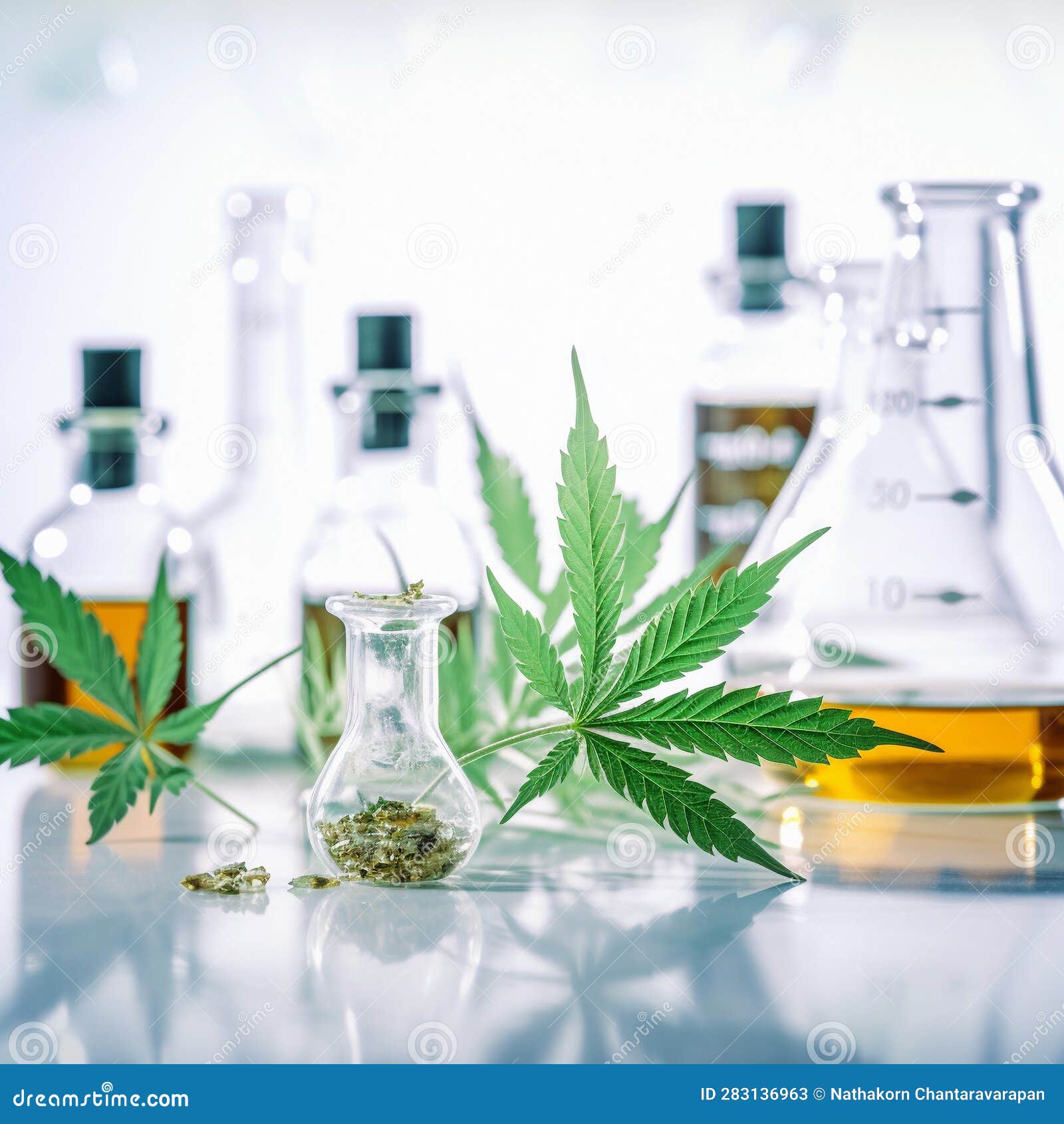 Marijuana Leaf in a Science Lab on a White Background. Stock Image ...