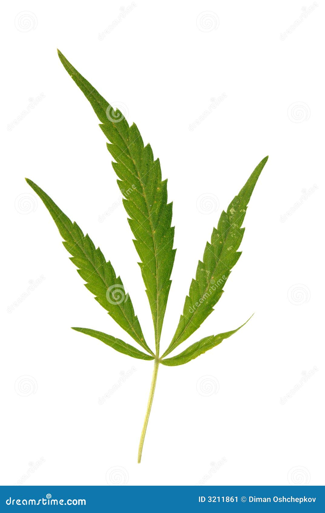 Marijuana leave isolated stock image. Image of chronic - 3211861