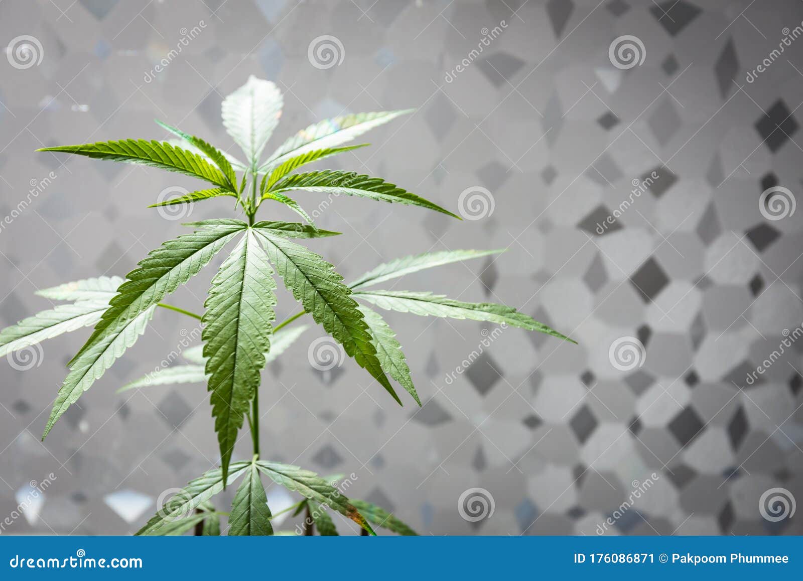 Marijuana Leaves, Cannabis that Has Sunlight on Abstract Pattern Stock ...