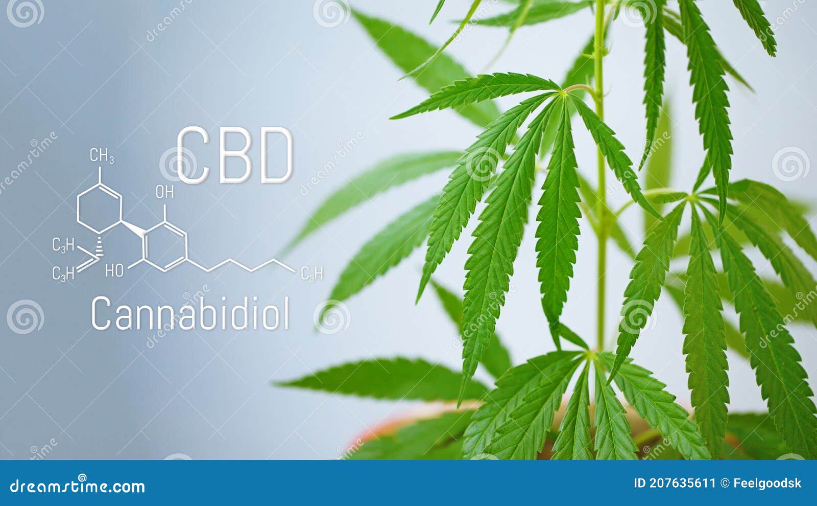 Marijuana Leaves with CBD Chemical Structure, CBD Cannabis Formula ...