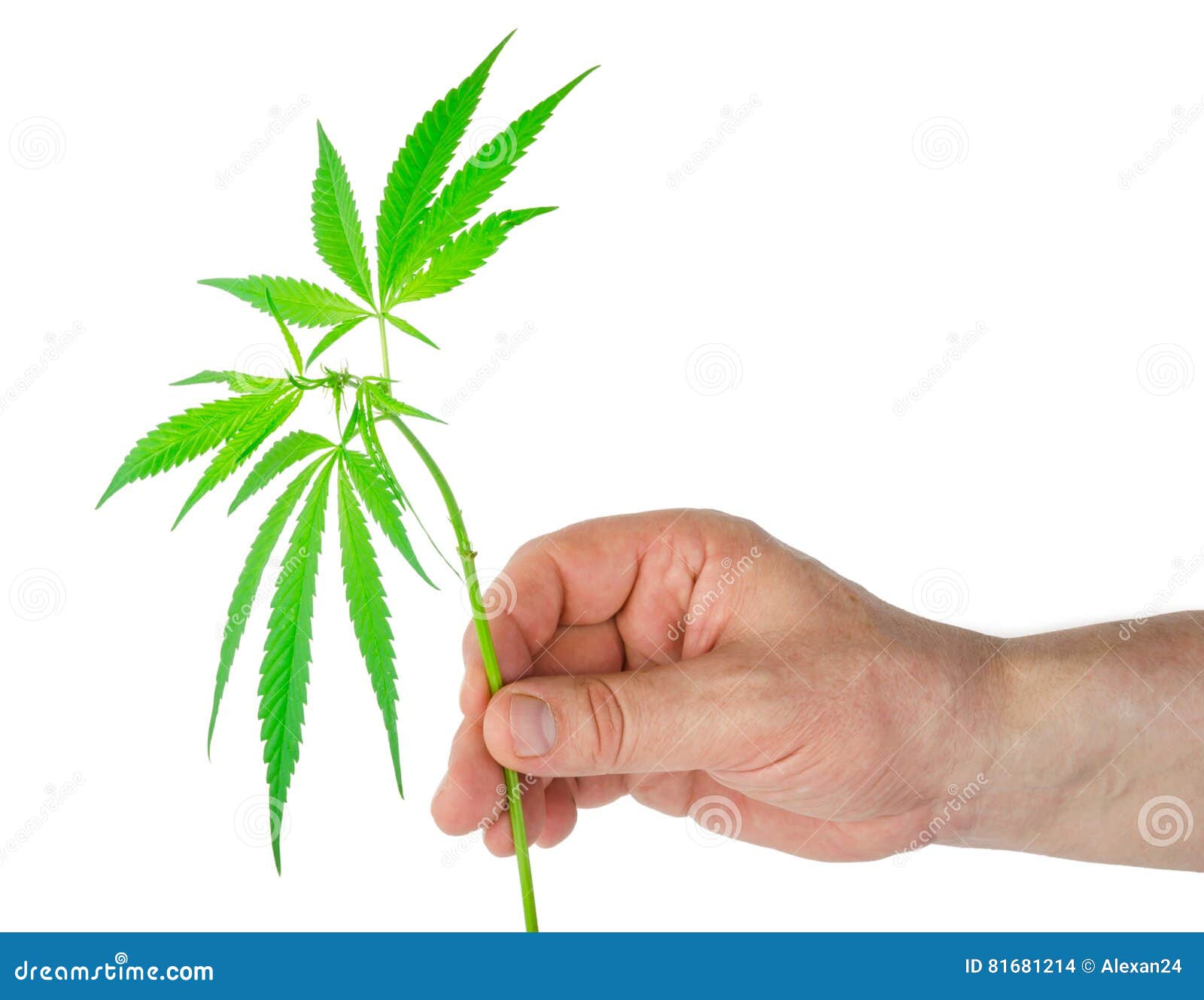 Marijuana leaves in hand stock photo. Image of fresh - 81681214