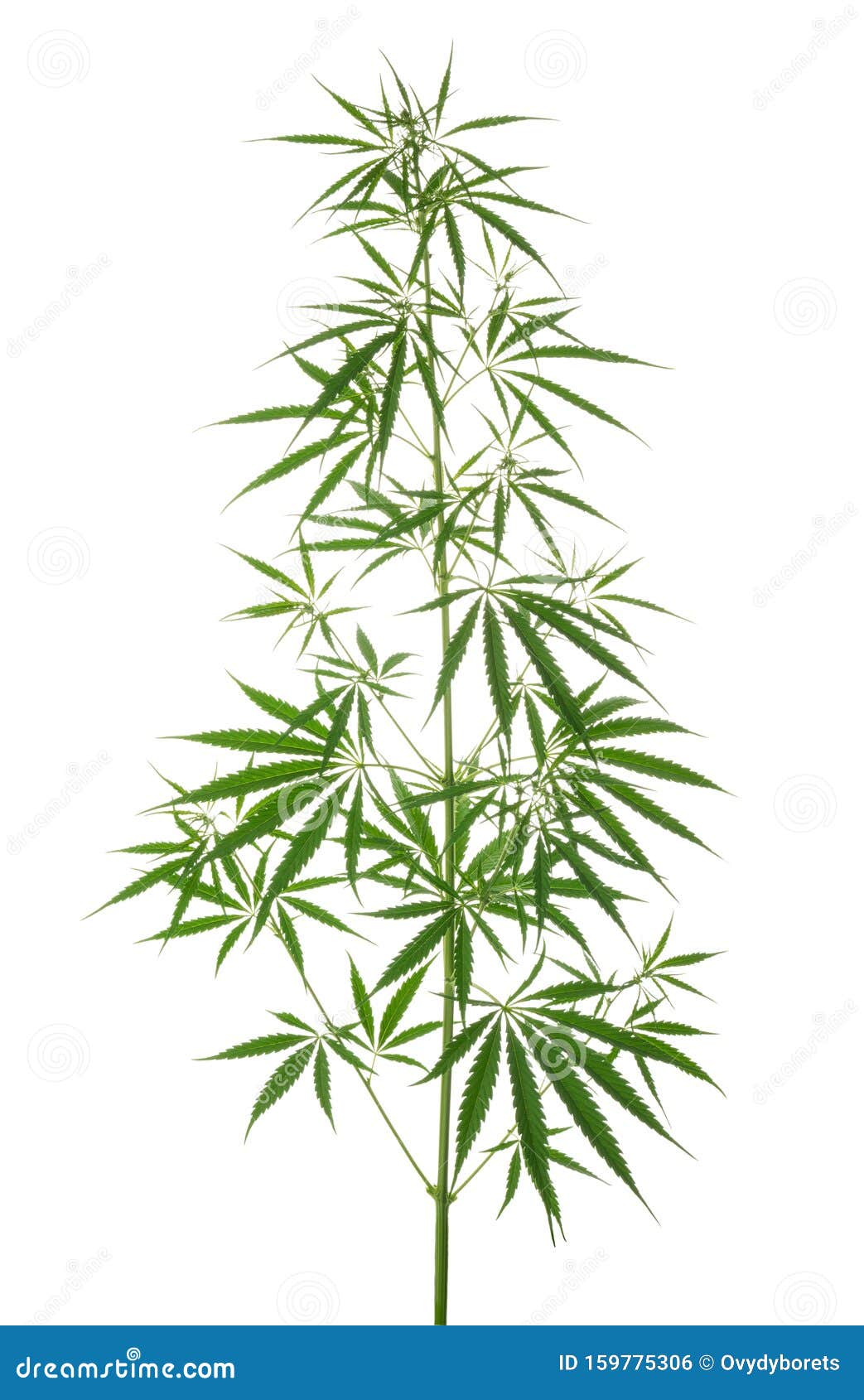 Marijuana Leaves Isolated on White without Shadow Stock Photo - Image ...