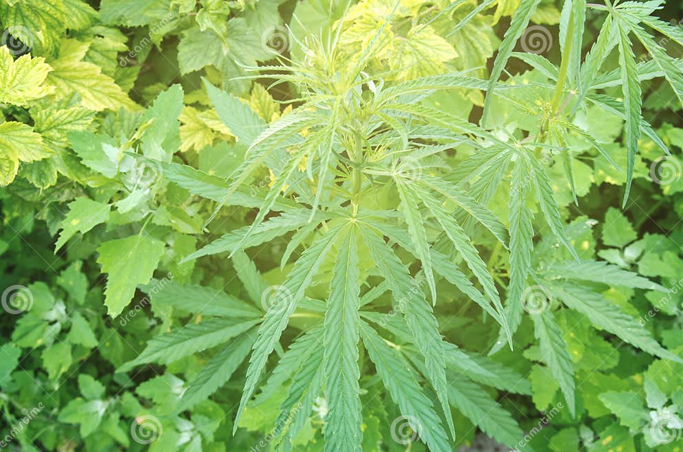 Marijuana leaves at sunset stock image. Image of drug - 95924261