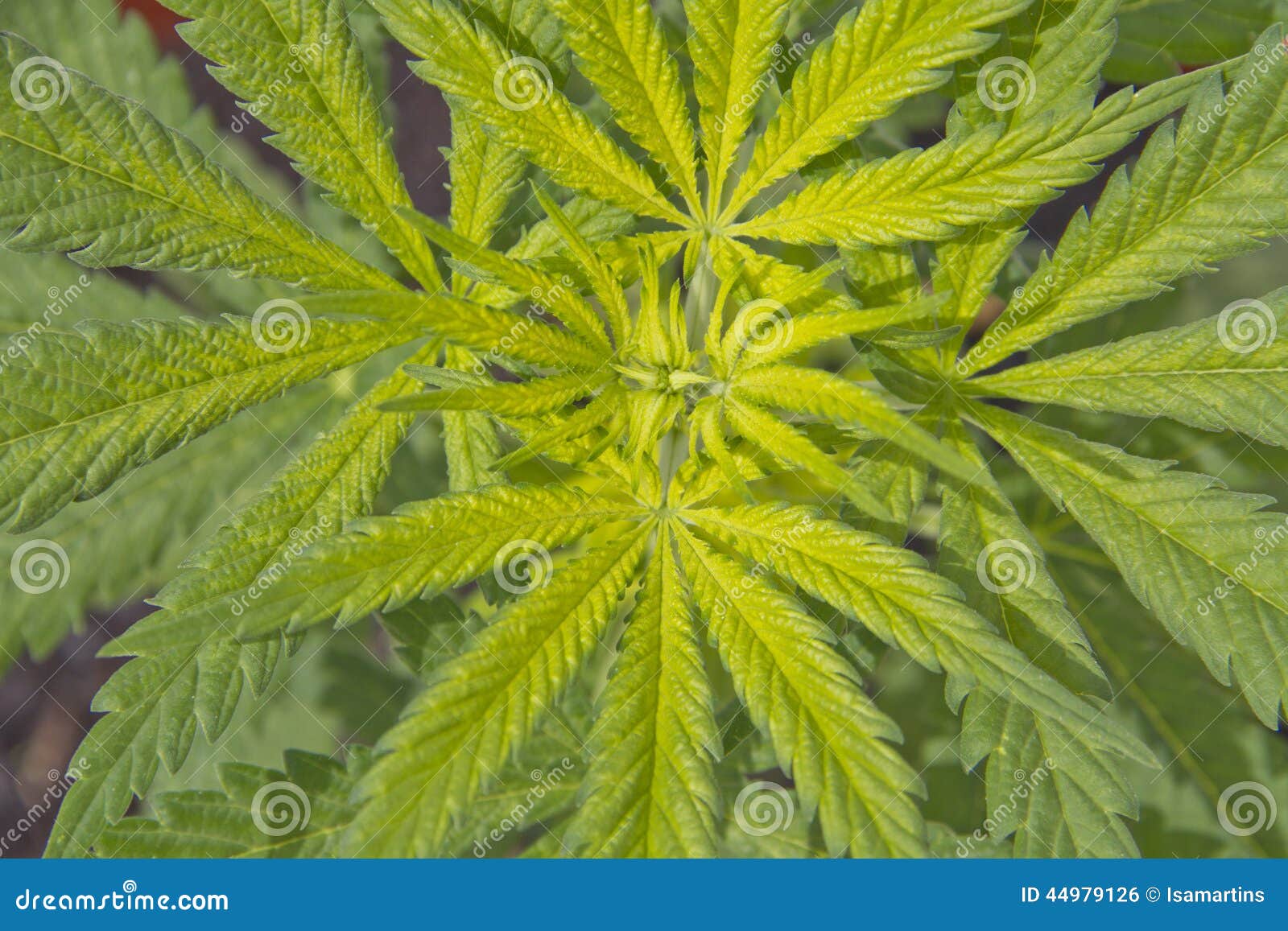 Marijuana stock photo. Image of plant, legal, detailed - 44979126