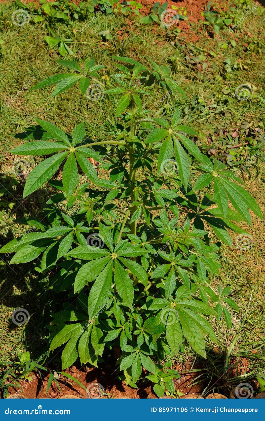 Marijuana or Marihuana Tree Stock Photo - Image of medicine, grass ...