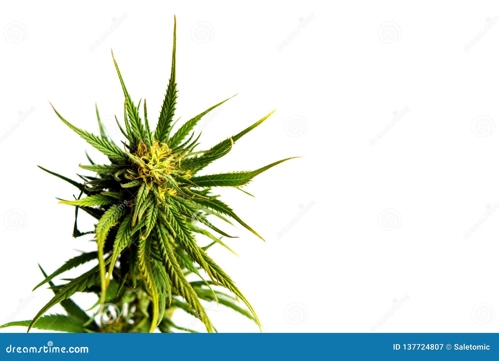 Marijuana Plant with Buds Isolated on White Stock Image - Image of ...