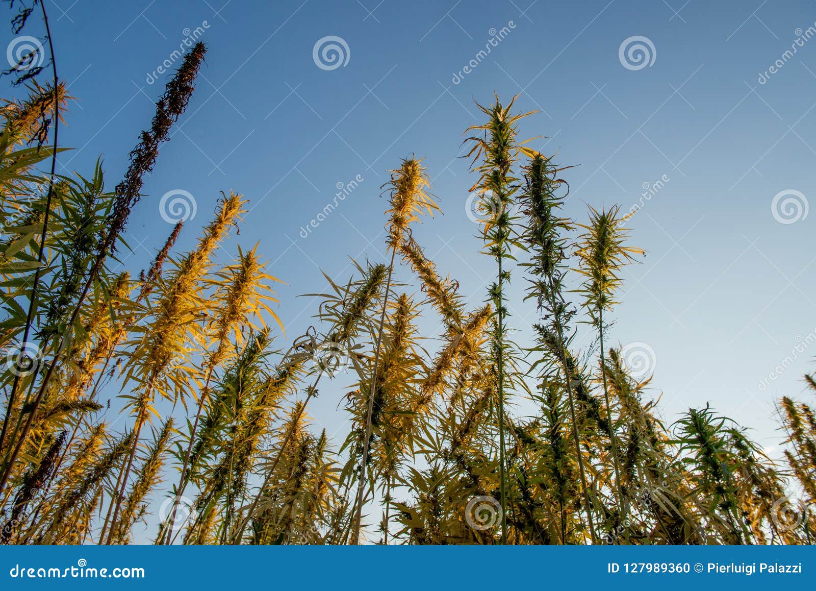 Marijuana plant stock photo. Image of alternative, legalize - 127989360