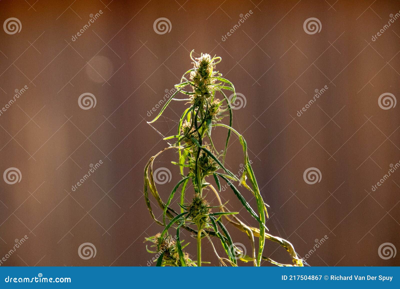 Backlit Plant Isolated Against Wood Background Stock Image - Image of ...