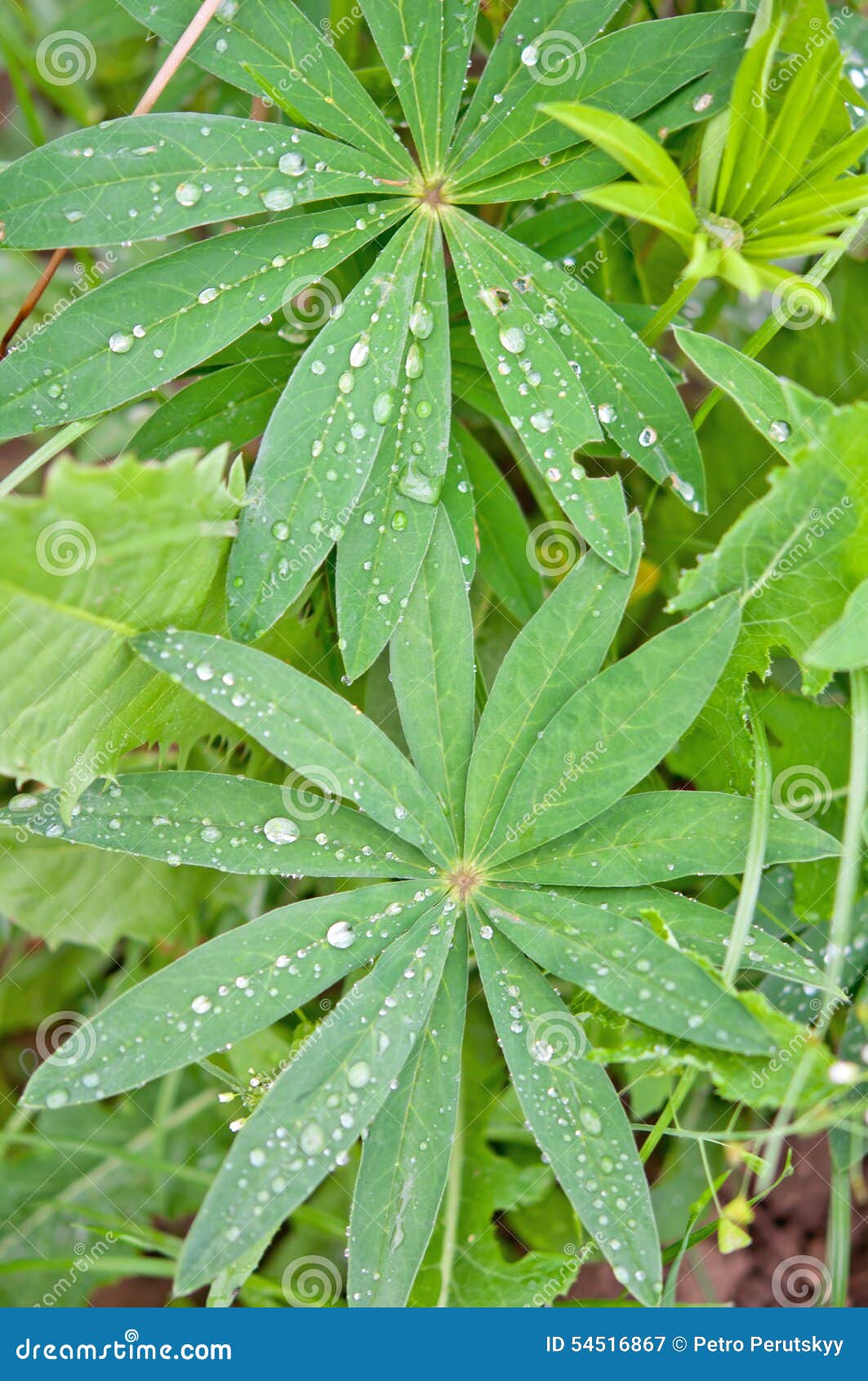 Marijuana Plants Under LED Lights Stock Photography | CartoonDealer.com ...