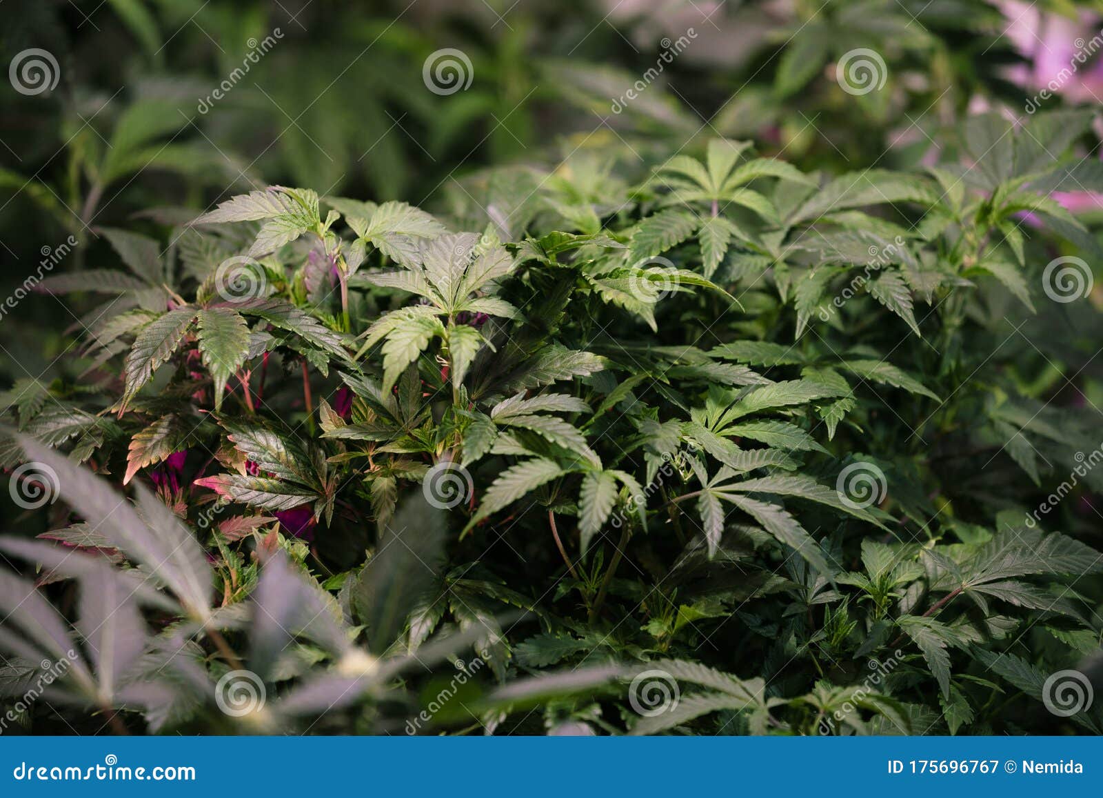 High Angle View of Cannabis Marijuana Leafs Stock Image - Image of leaf ...