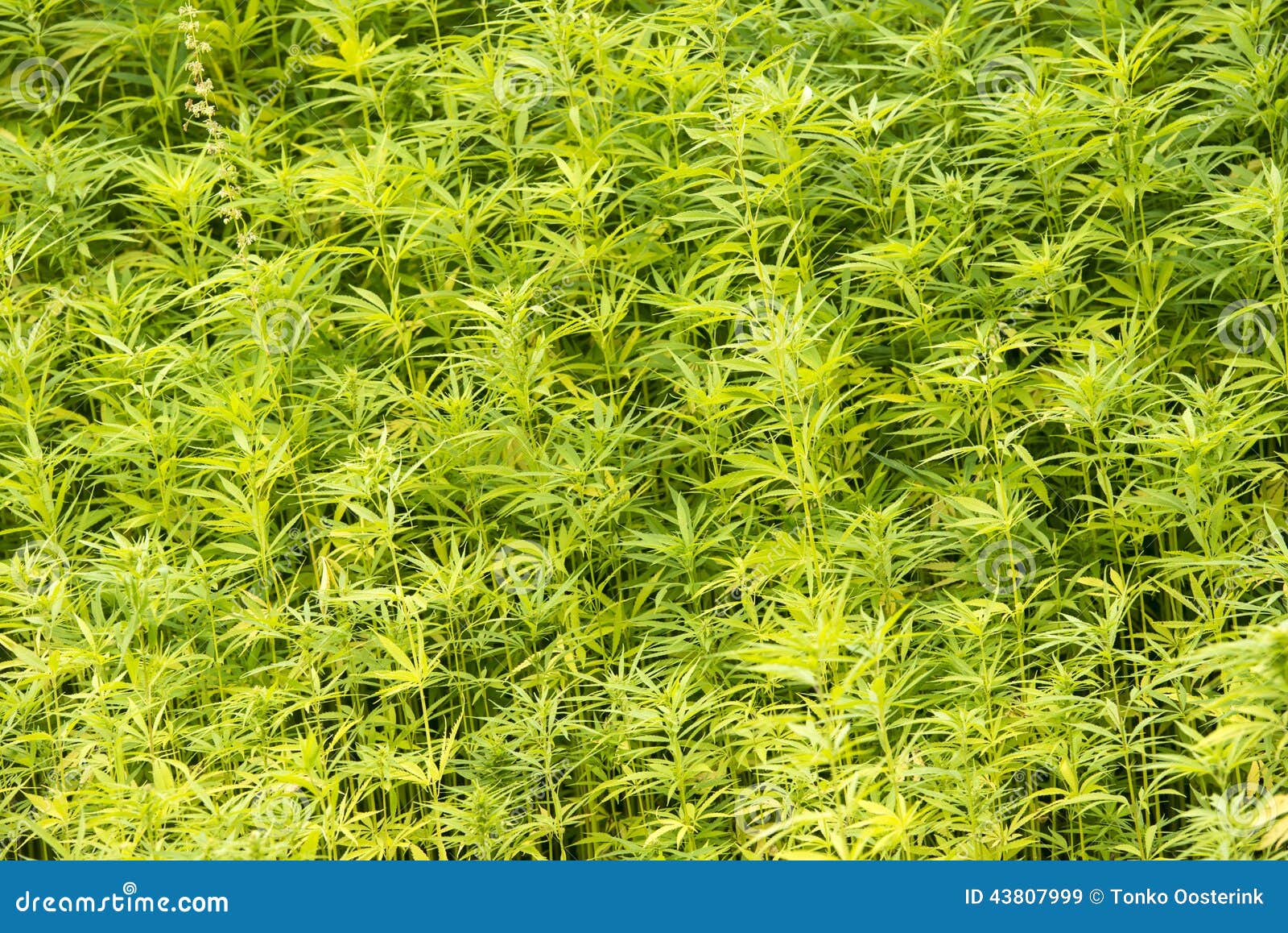 Marijuana Plants Royalty-Free Stock Image | CartoonDealer.com #72311836