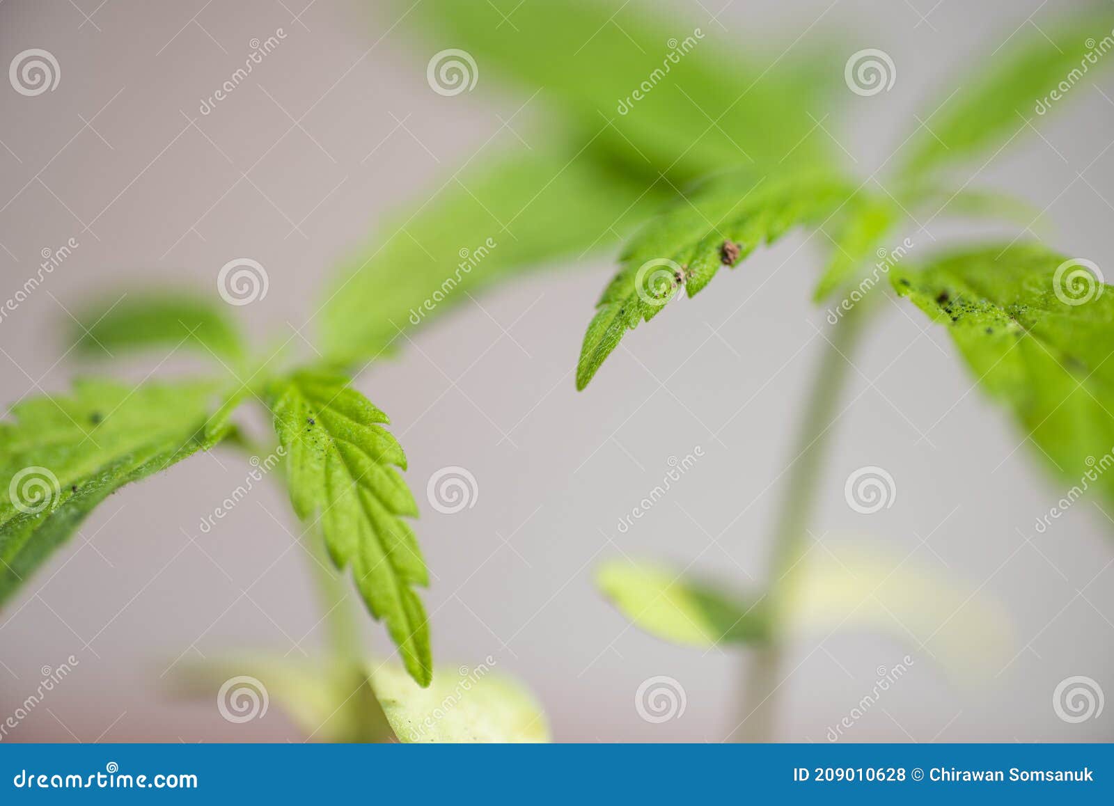 Marijuana Plants in Herb Concept Stock Photo - Image of closeup, green ...