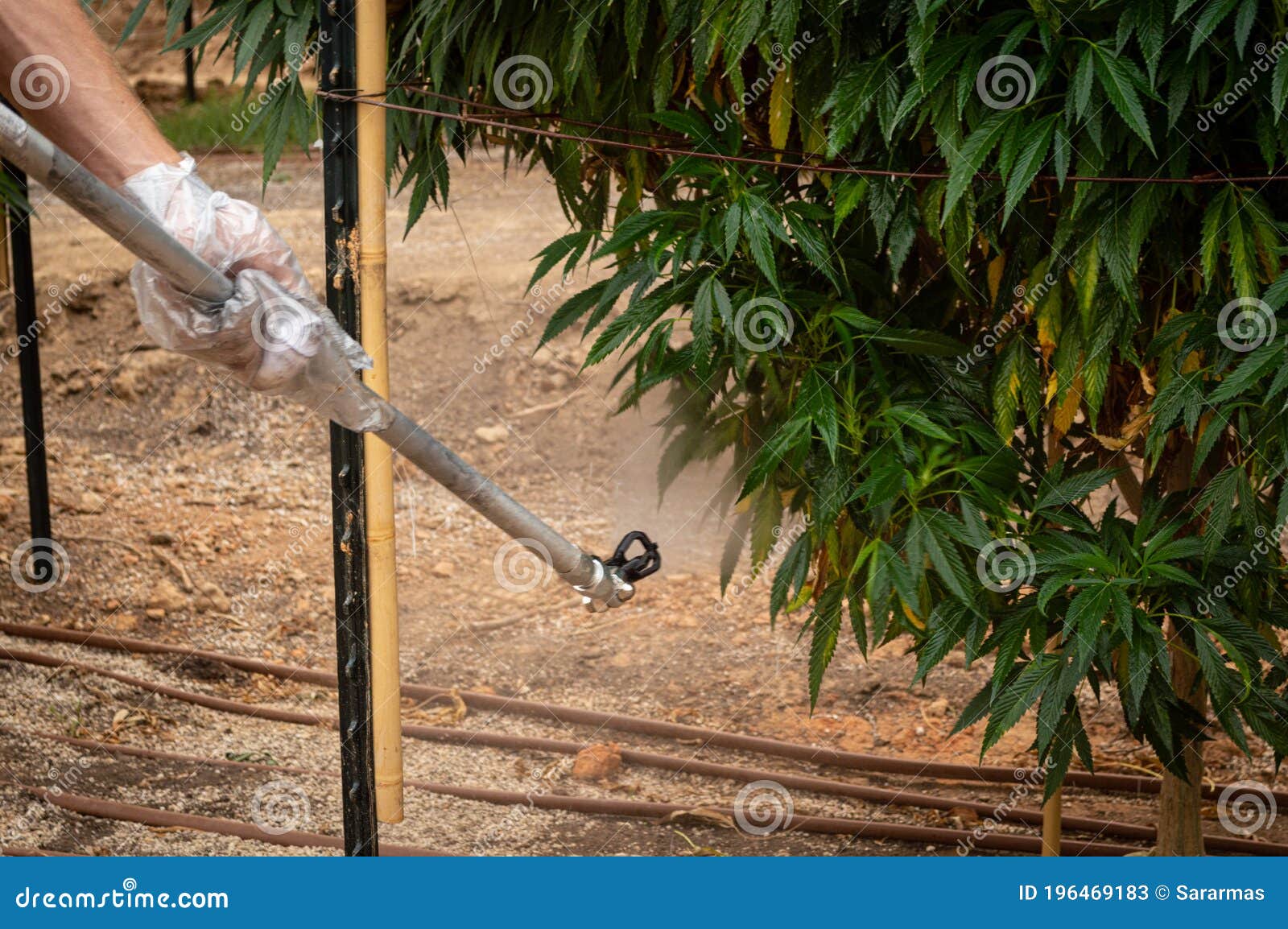 Marijuana Sprayed for Disease Stock Image - Image of growing, cancer ...