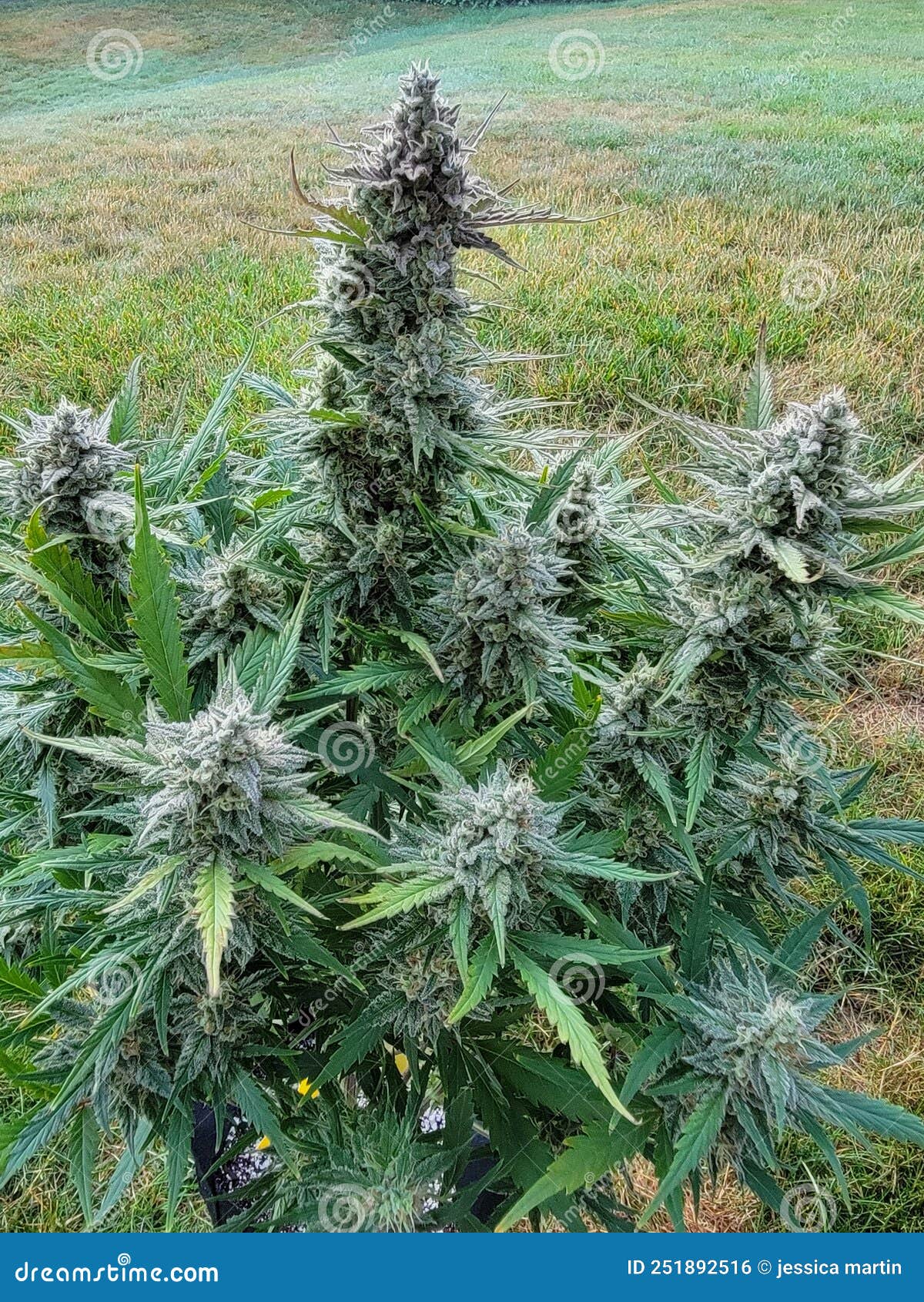 Marijuana Ready To Harvest Bud Plant Stock Photo - Image of marijuana ... Marijuana Ready To Harvest Bud Plant Stock Photo - Image of marijuana ...