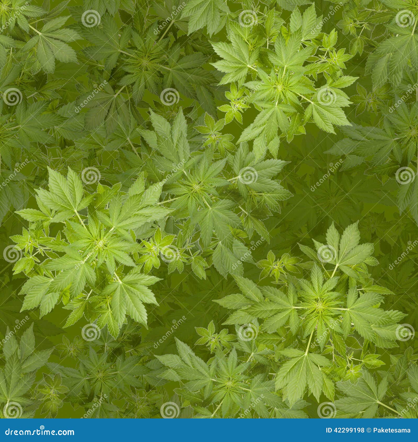 Marijuana Seamless Background Stock Photo - Image of fabric, color ...