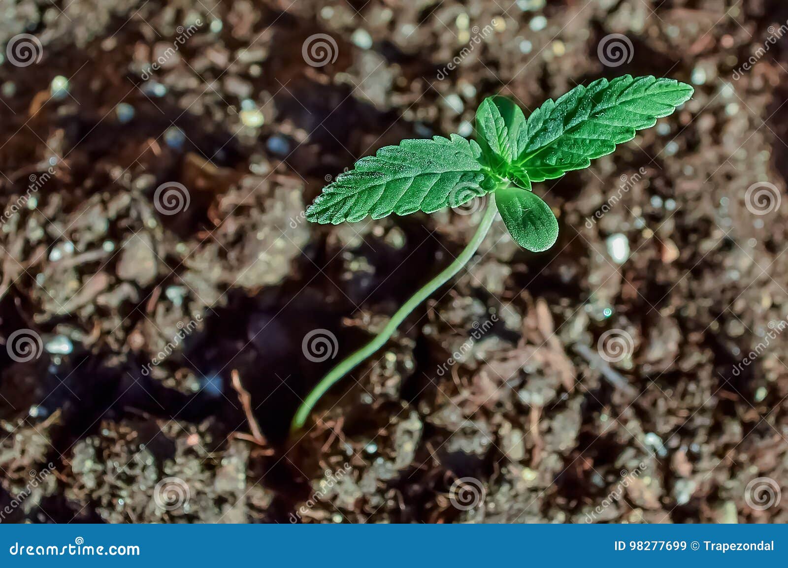 Marijuana sprout stock image. Image of cannabis, weed - 98277699