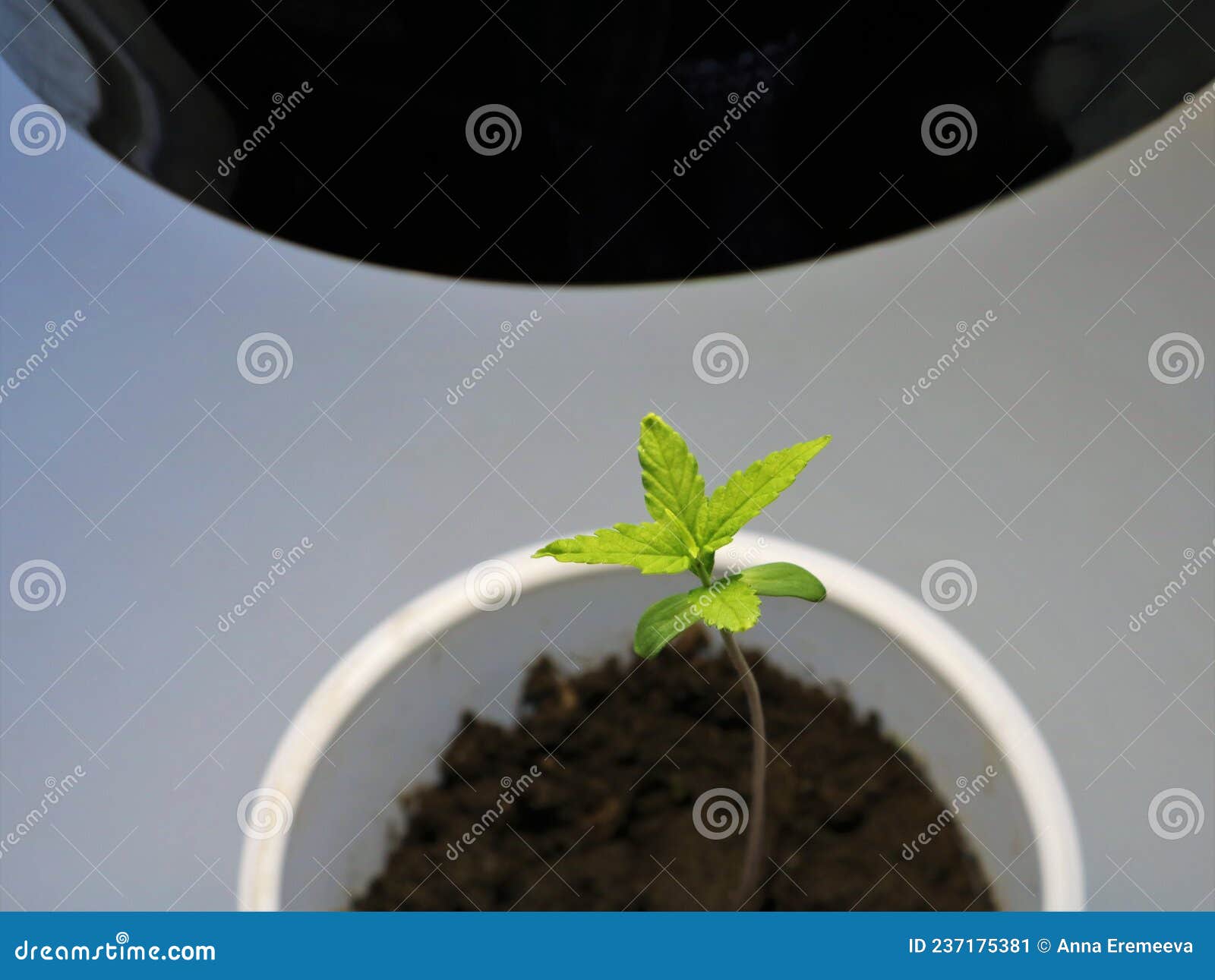 Marijuana Sprout in a White Container Under Light Stock Image - Image ...