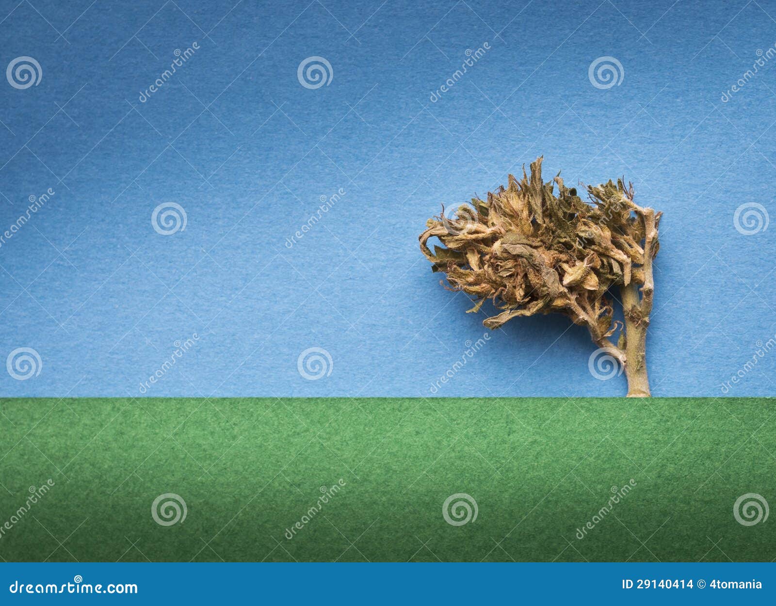 Marijuana tree landscape stock photo. Image of medical - 29140414