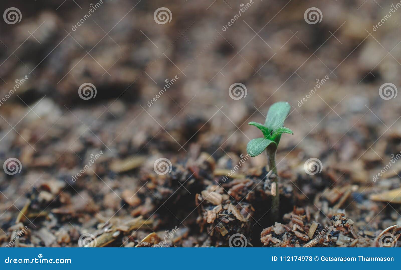 Marijuana Weed Smoking Close Up on Background Stock Photo - Image of ...