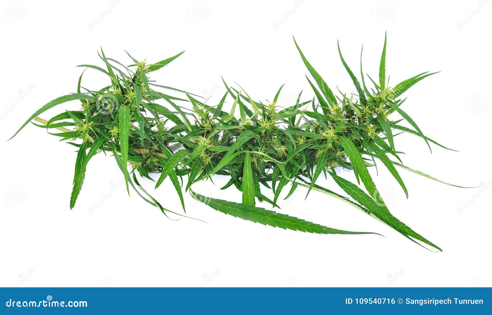 Marijuana on White Background Stock Photo - Image of green, weed: 109540716