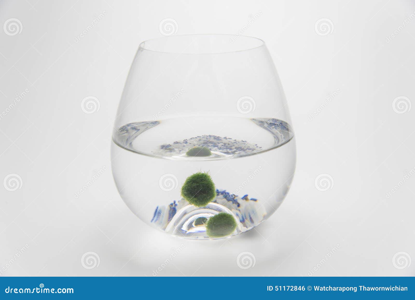 Marimo moss ball stock photo. Image of moss, life, cute - 51172846