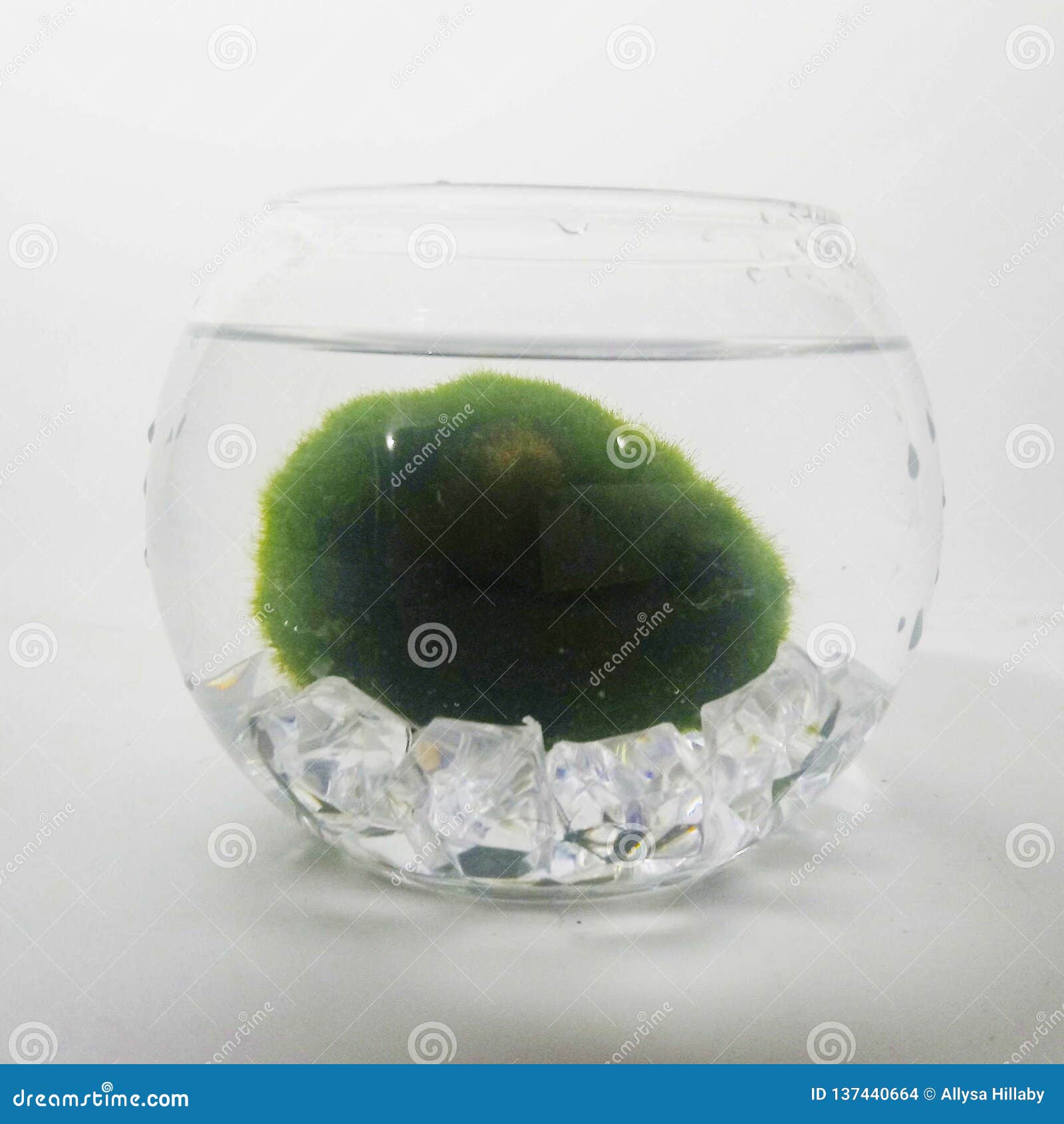 Marimo water plant stock photo. Image of spots, aquatic - 137440664