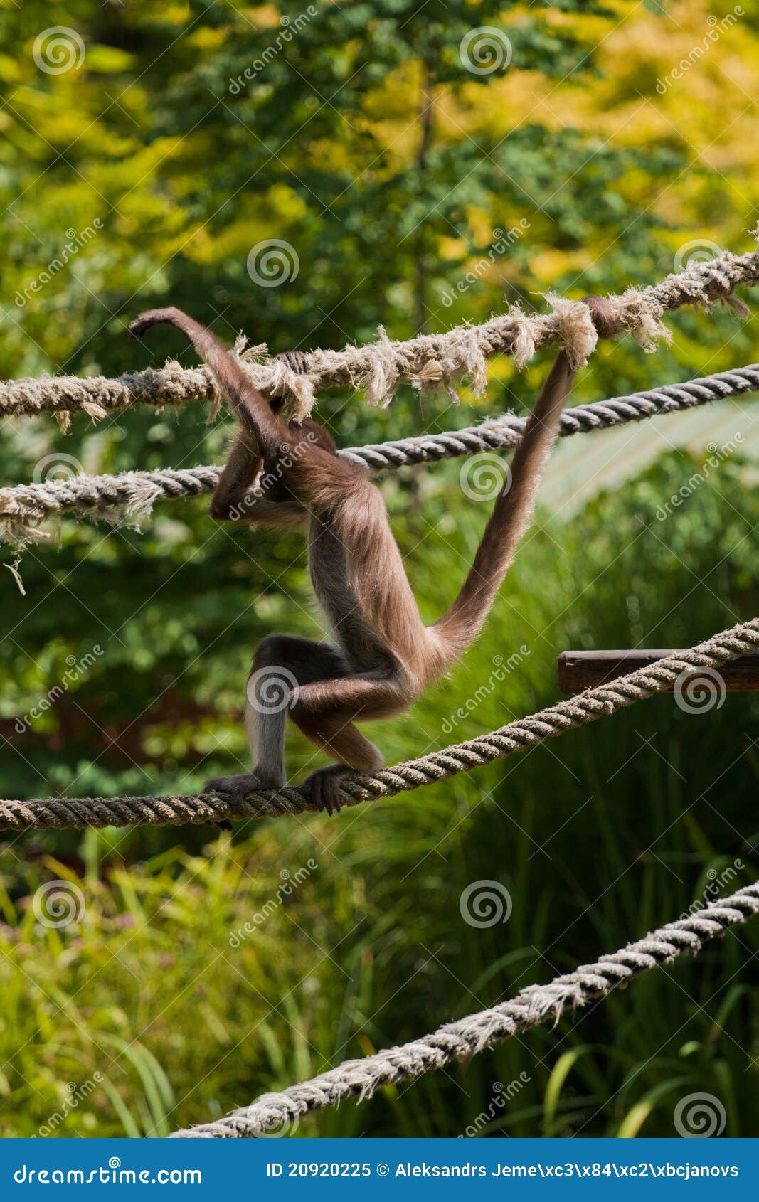 Marimonda Spider monkey stock image. Image of trees, agile - 20920225