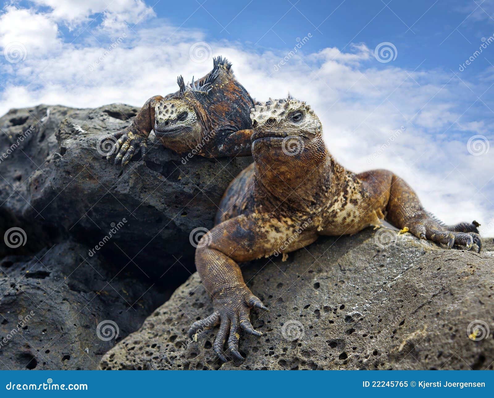 Marin- galapagos leguaner fotografering för bildbyråer. Bild av ...