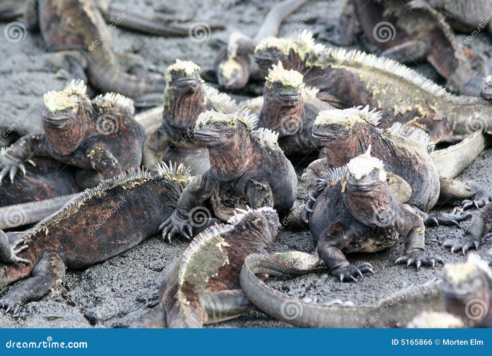 Marin- galapagos leguaner arkivfoto. Bild av amerika, destinationer ...