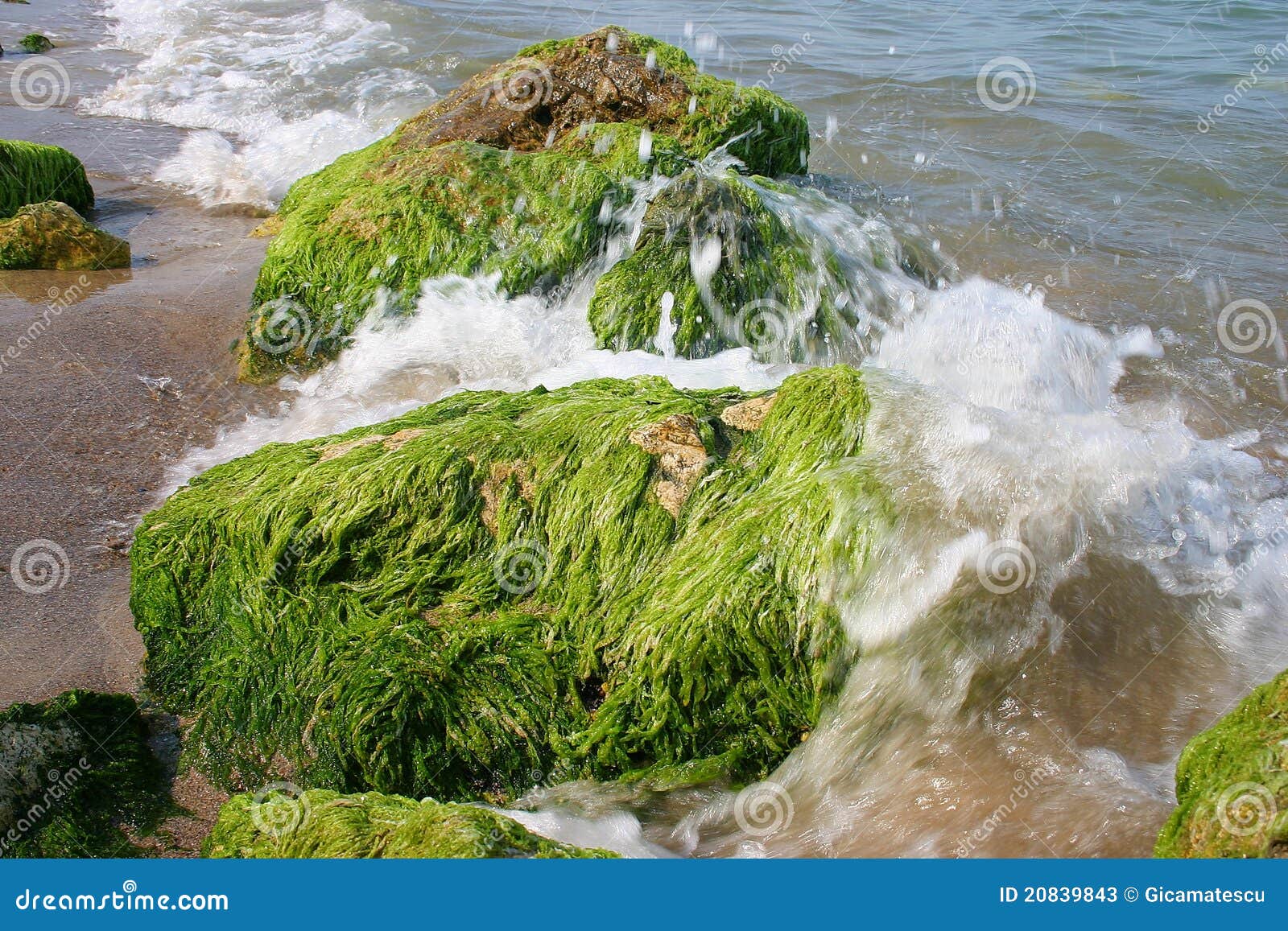 Marine algae stock image. Image of freshwater, moss, bubbles - 20839843