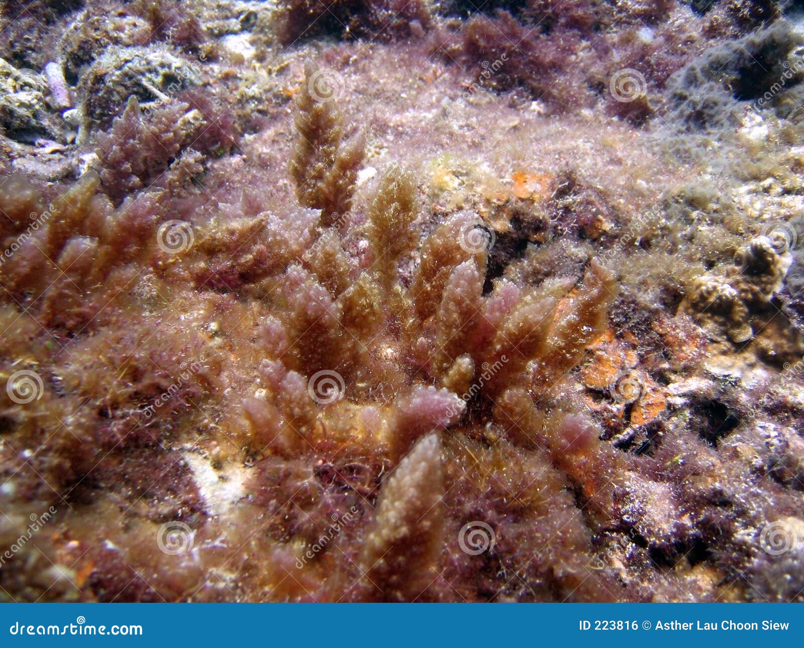 Marine Algae stock photo. Image of bottom, marine, aquatic - 223816