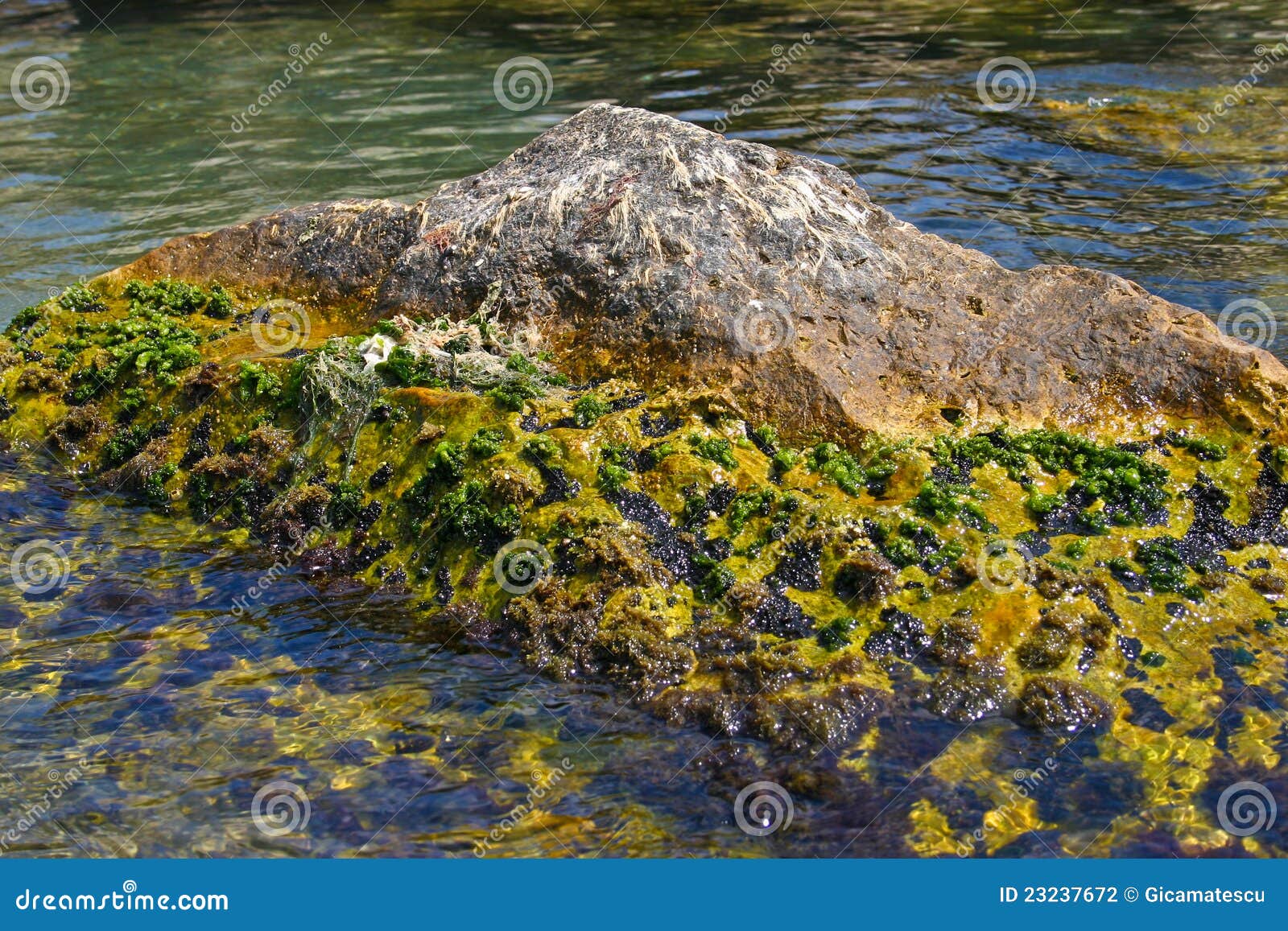 Marine algae stock photo. Image of aquatic, biology, froth - 23237672