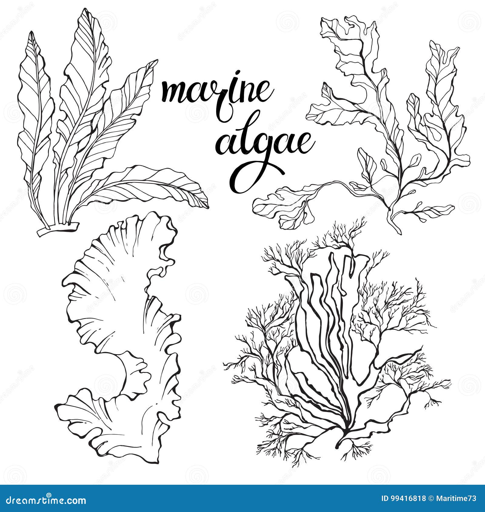 Marine Algae. Vector Hand-drawn Illustration on a White Background ...