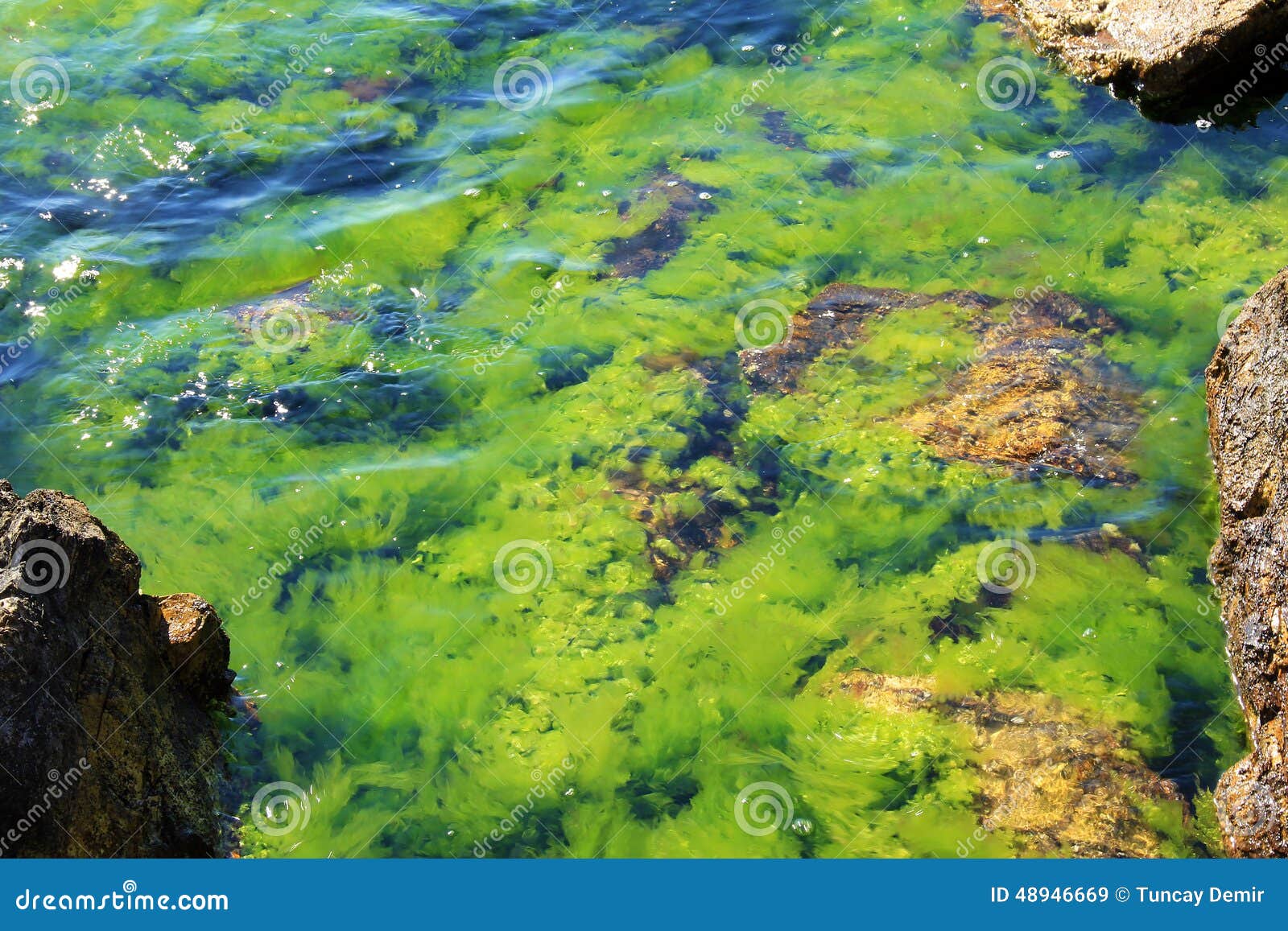 Marine algae stock image. Image of camp, forest, bonfire - 48946669