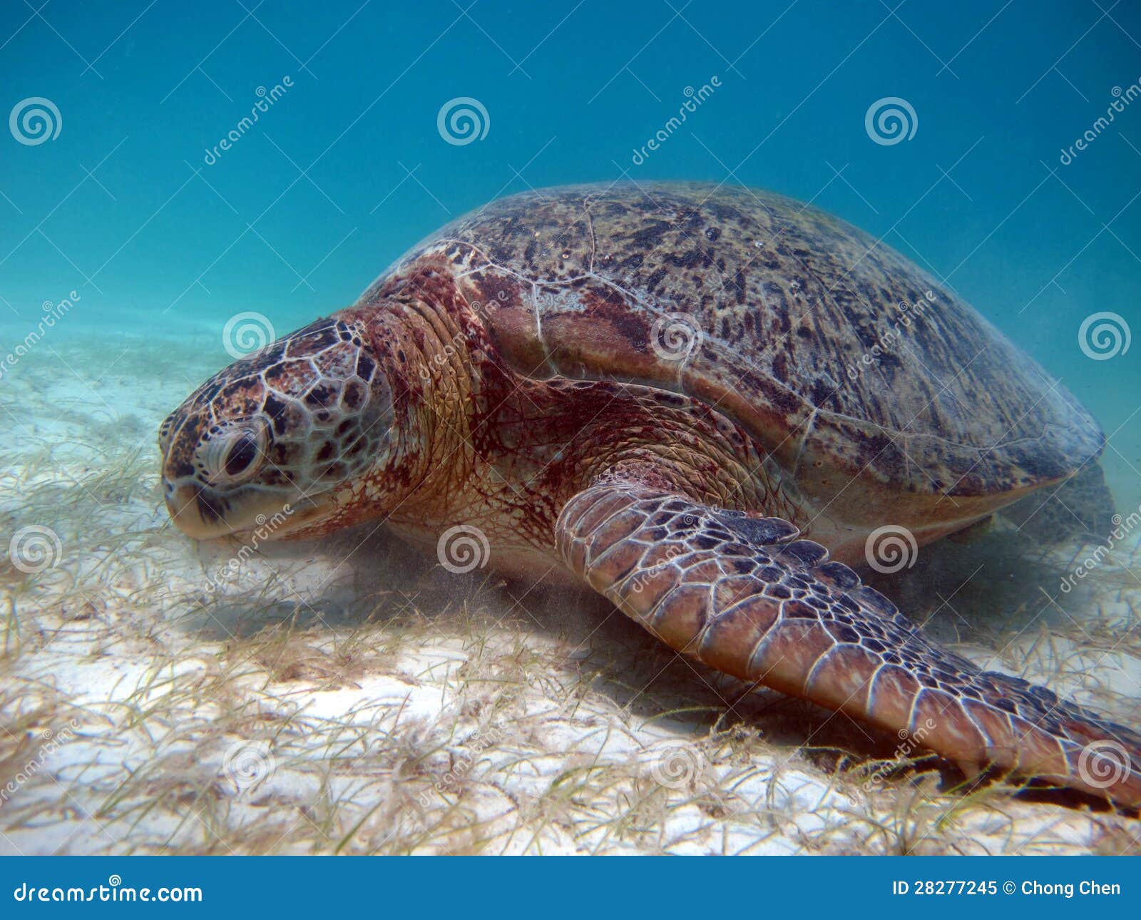 Turtle Eating Pile Of Cucumbers Royalty-Free Stock Photo ...