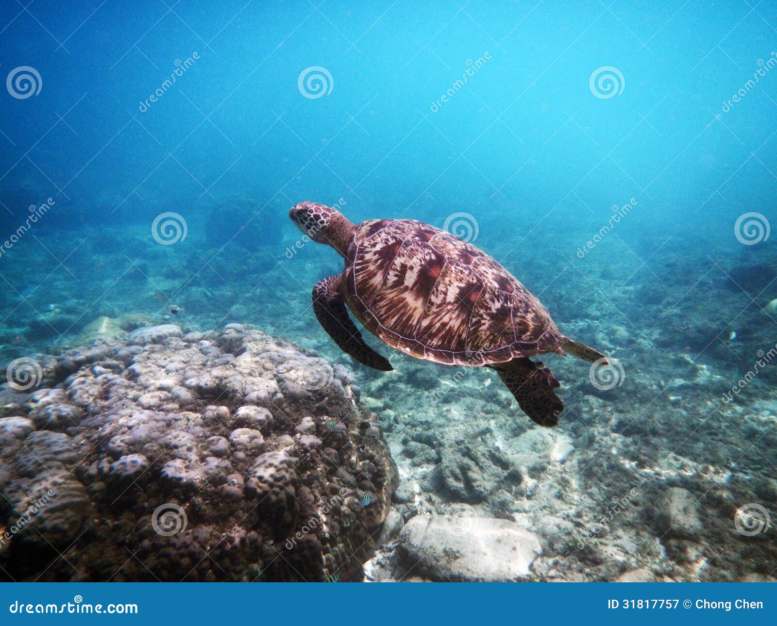 Marine Animal Green Turtle Flying Stock Image - Image of gentle ...