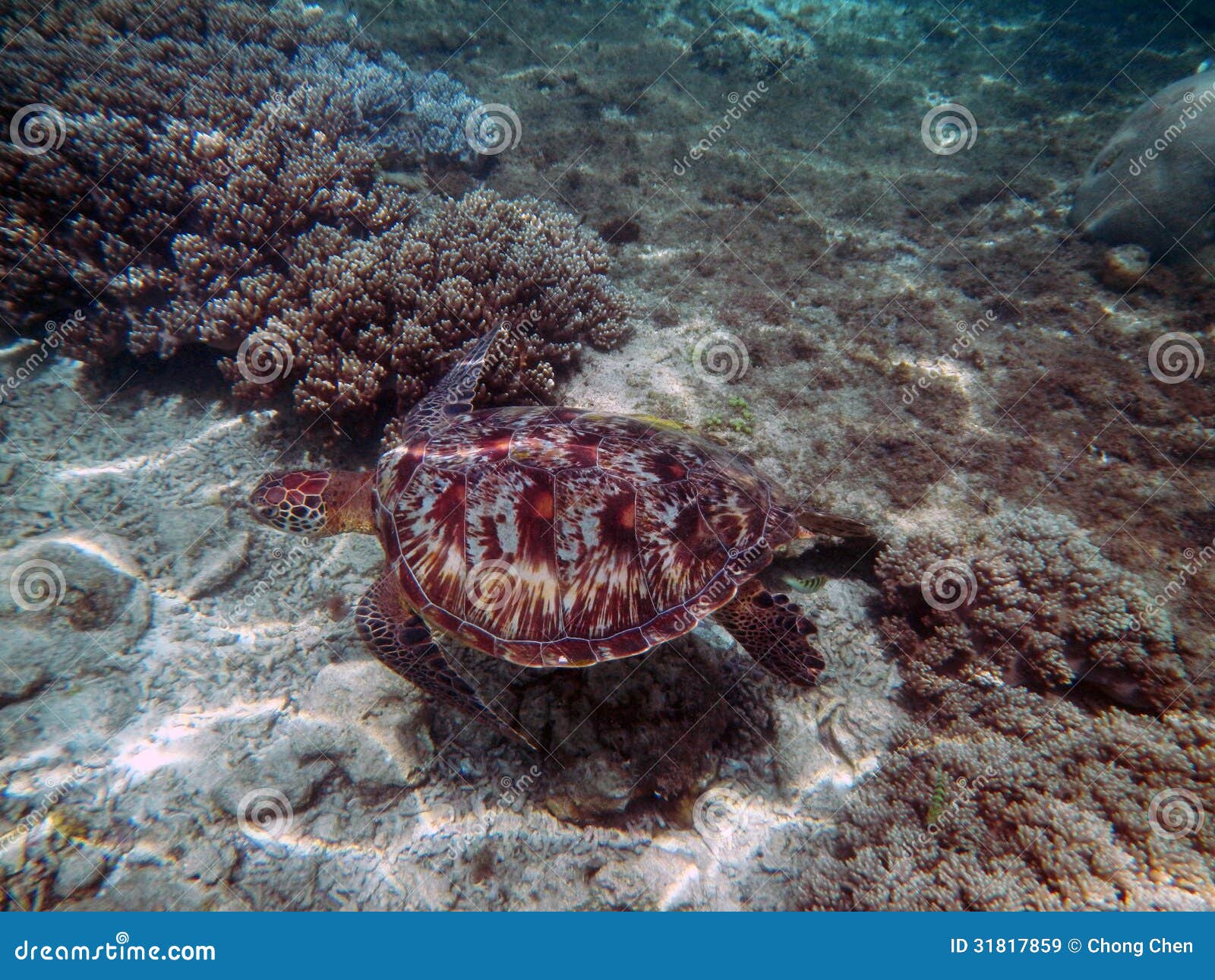 Marine Animal Green Turtle Flying Stock Image - Image of animal, blue ...