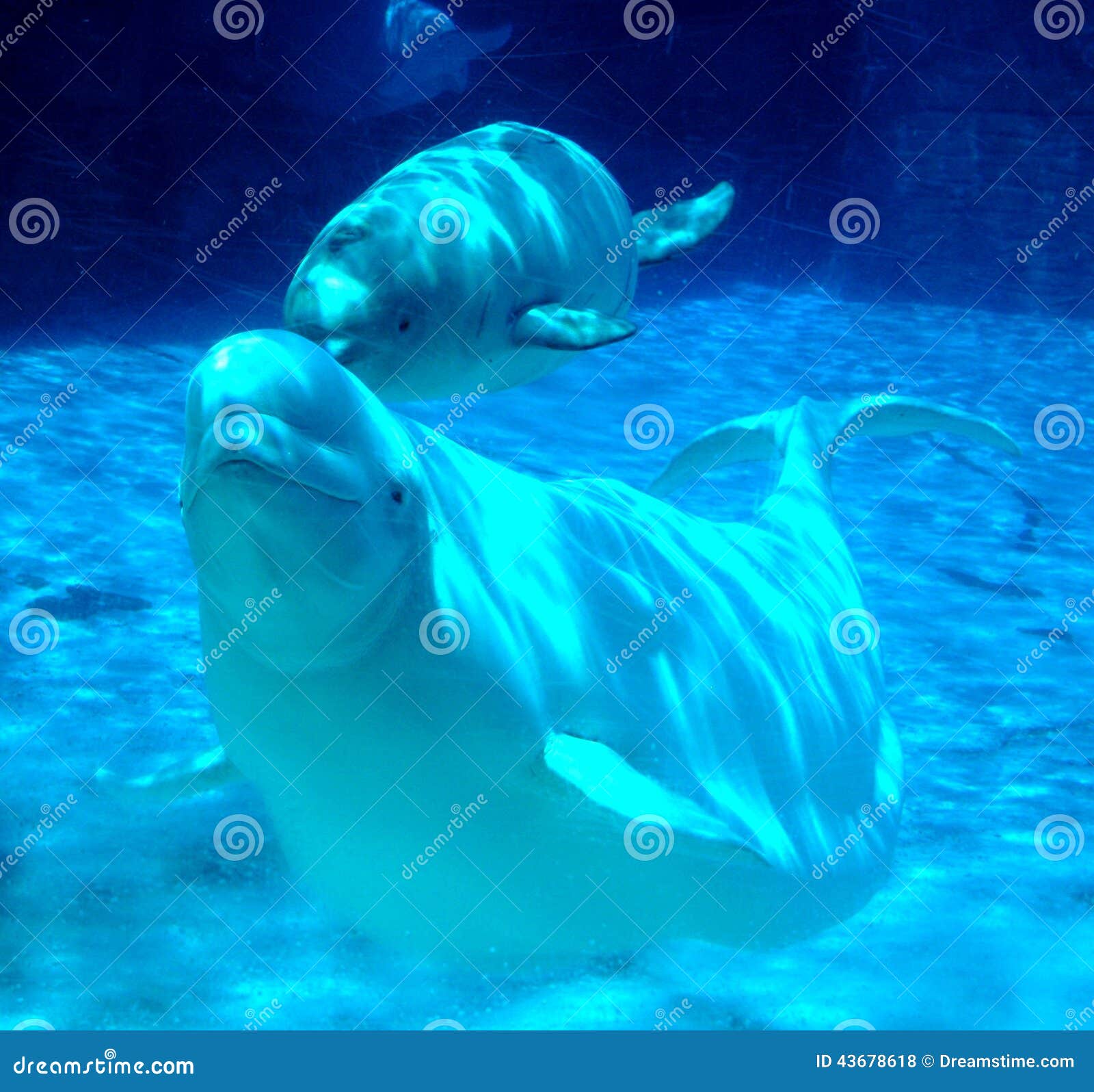 Marine animals beluga stock photo. Image of hrstalnaya - 43678618