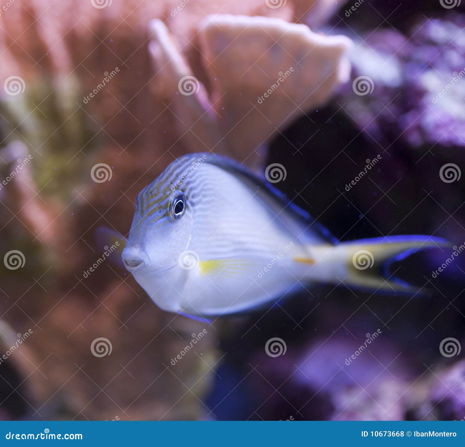 Marine aquarium fish tank stock photo. Image of tankfish - 10673668
