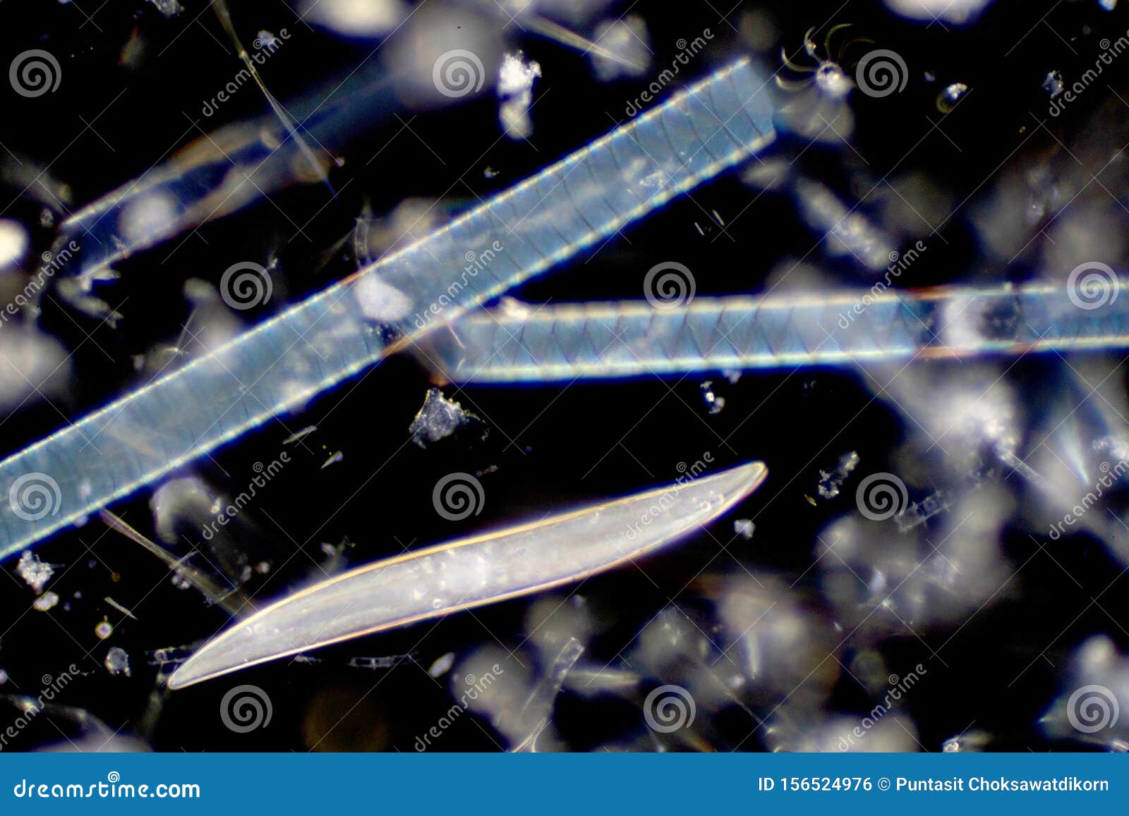 Marine Aquatic Plankton Diatoms Under Microscope View Stock Photo ...