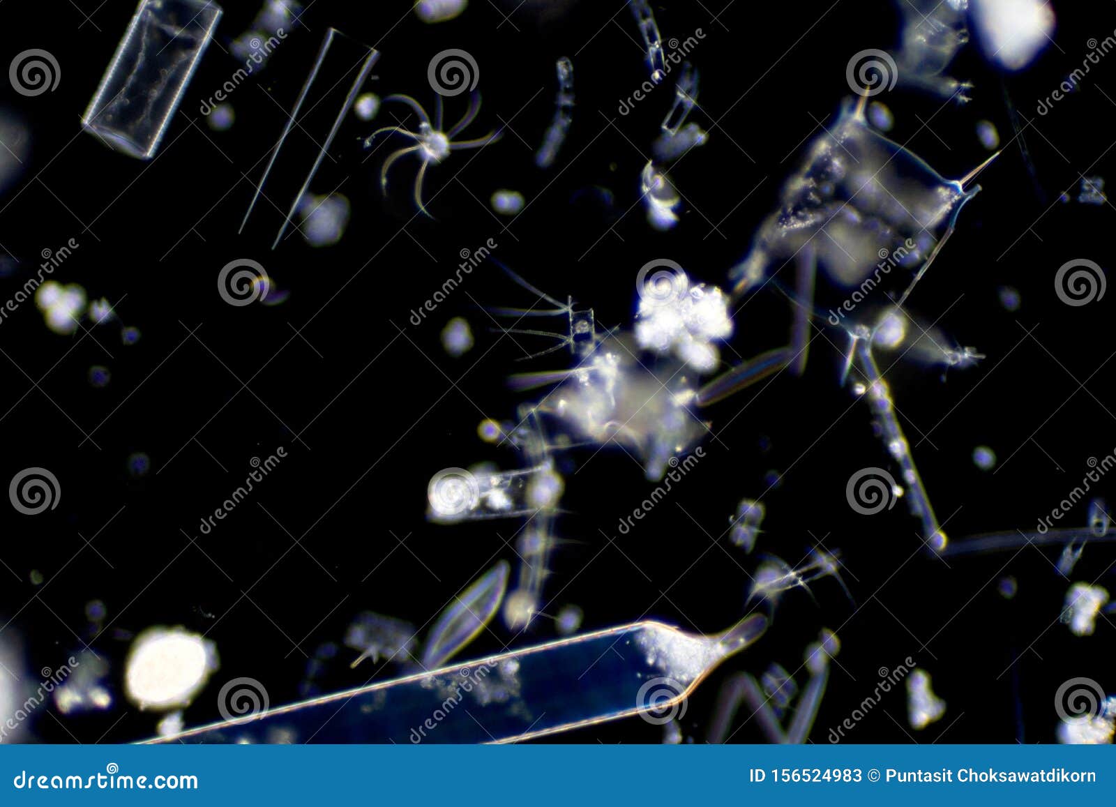 Marine Aquatic Plankton Diatoms Under Microscope View Stock Image ...