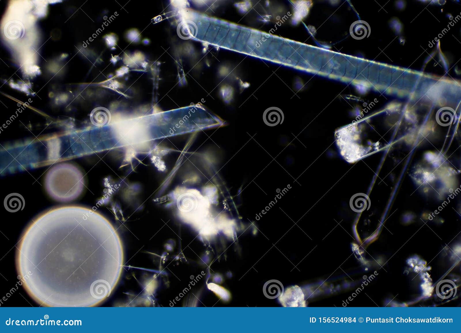 Marine Aquatic Plankton Diatoms Under Microscope View Stock Photo ...