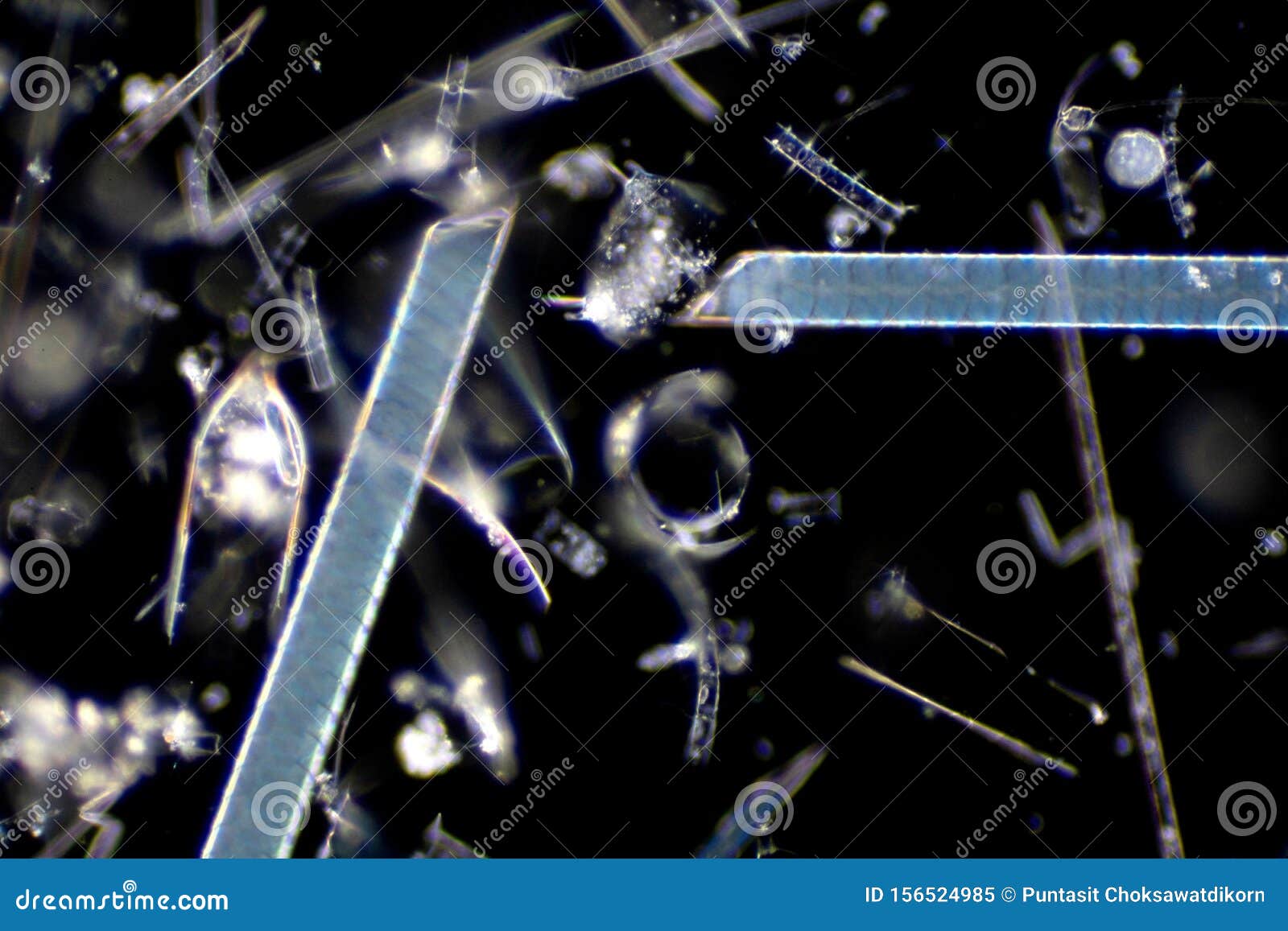 Marine Aquatic Plankton Diatoms Under Microscope View Stock Image ...